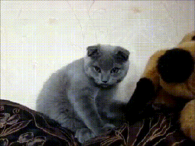 Wait waiter GIF - Find on GIFER