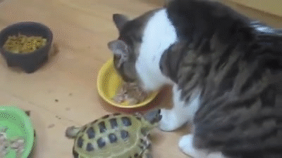 Fluffy GIF - Find on GIFER