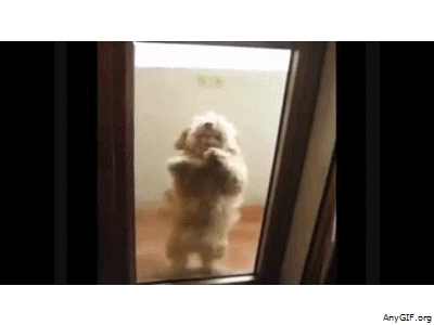 Images salsa GIF - Find on GIFER