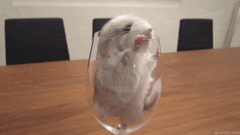 Chinchilla GIF - Find on GIFER