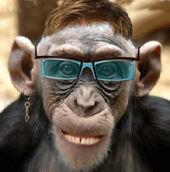 Chimp GIF - Find on GIFER