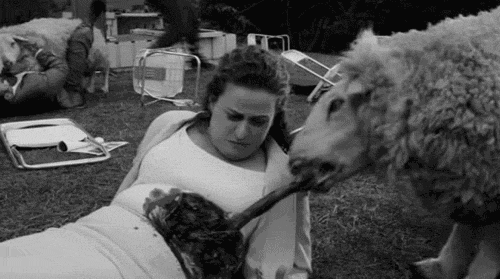 Attack sheep GIF - Find on GIFER