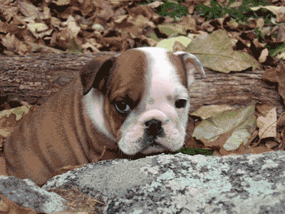 GIF cachorro perrito - GIF animado en GIFER