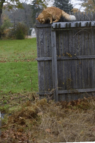 Fence GIF - Find on GIFER