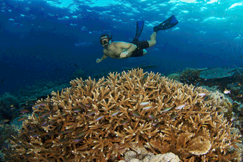 Coral GIF on GIFER - by Bludmane