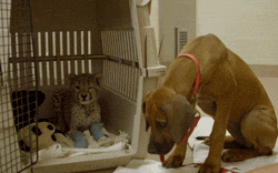 Surgery cheetah dog GIF - Find on GIFER