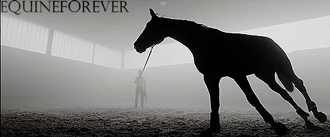 Equine equestrian GIF - Find on GIFER
