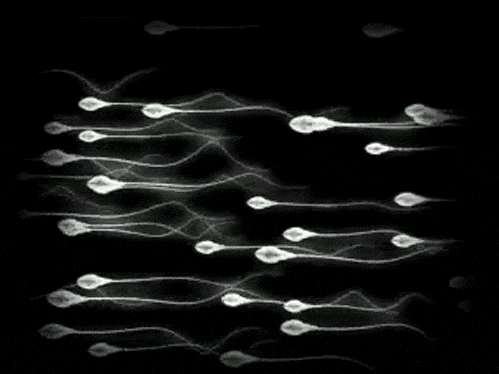 Medicine anatomy GIF - Find on GIFER