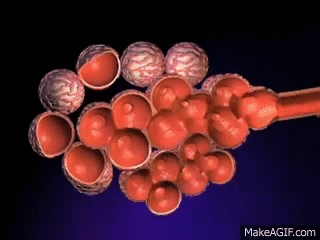 Illustration GIF - Find on GIFER