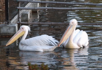 Pelican GIF - Find on GIFER
