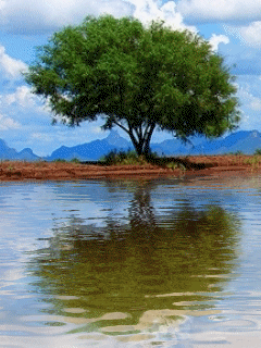 Trees GIF on GIFER - by Arifym