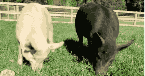 Animal rights GIF - Find on GIFER