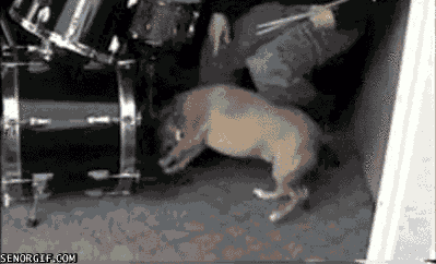 Dog drummer rock out GIF - Find on GIFER