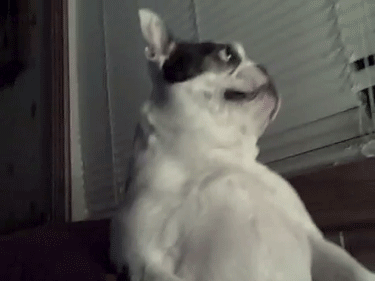 Boston terrier GIF - Find on GIFER