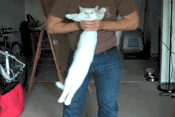 GIF cat watching clock - animated GIF on GIFER