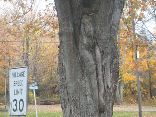 Tree GIF - Find on GIFER