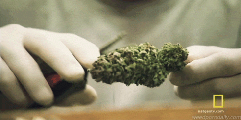 Marijuana GIF - Find on GIFER