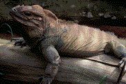 GIF reptile - animated GIF on GIFER