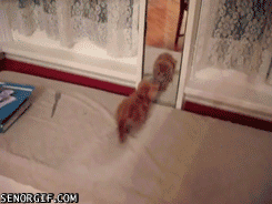 Cat scared mirrors GIF - Find on GIFER