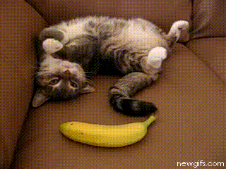 Scare banana GIF - Find on GIFER