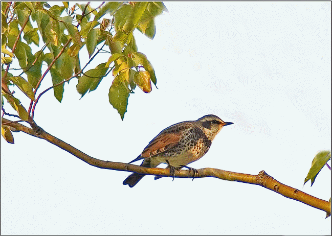 GIF birds - animated GIF on GIFER