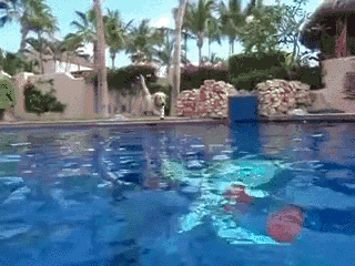 Dog pool GIF - Find on GIFER