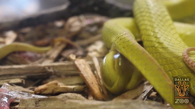 Baby birth GIF - Find on GIFER