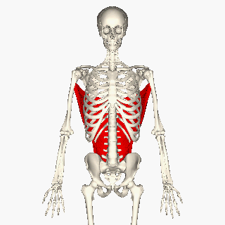 GIF muscles - animated GIF on GIFER