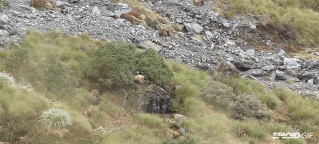 GIF animals picture camouflage - animated GIF on GIFER