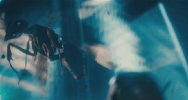 Ant man GIF - Find on GIFER