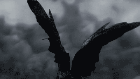 Raven GIF - Find on GIFER