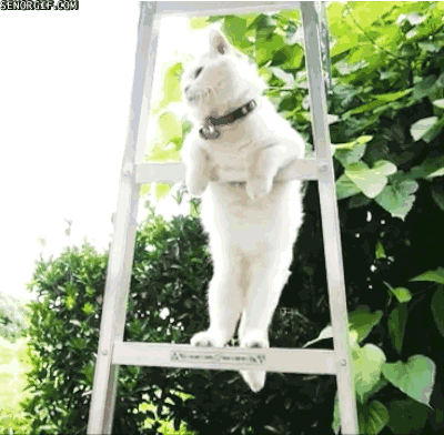 Ladder cat GIF - Find on GIFER