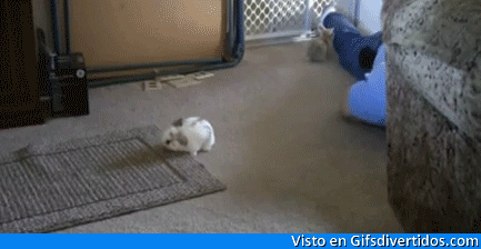 Divertidos imgenes graciosos GIF - Find on GIFER