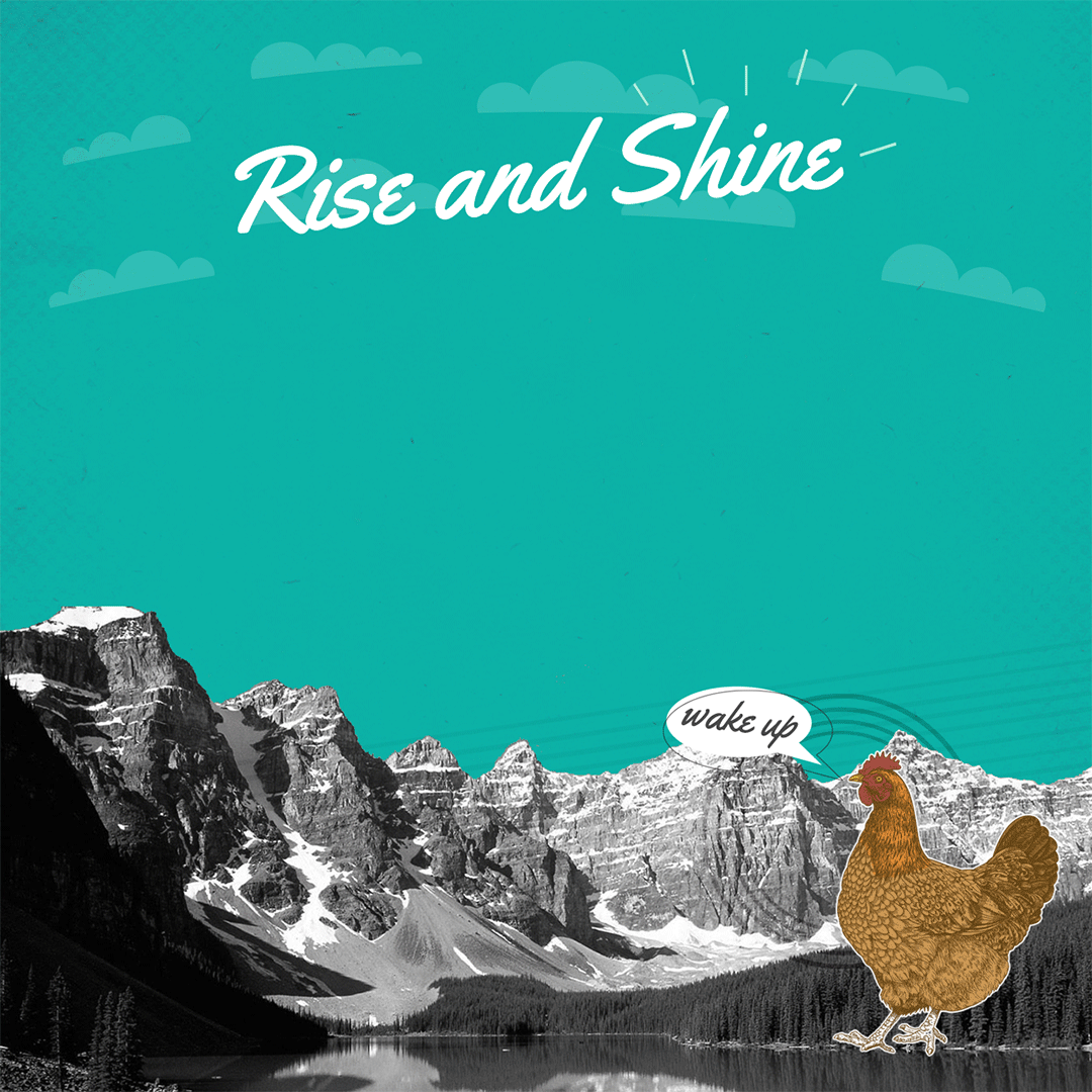 Rise and shine cbc rooster GIF - Find on GIFER