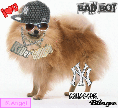 Dog animals hat GIF - Find on GIFER