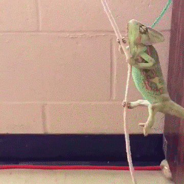 Chameleon swinging GIF - Find on GIFER