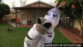 Zebra tv GIF - Find on GIFER