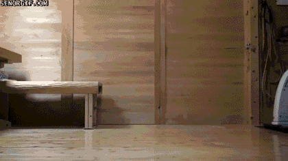 Cleaning cat animals GIF - Find on GIFER