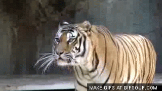 Tiger GIF - Find on GIFER