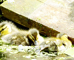 Trapped GIF - Find on GIFER