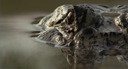 Water history channel alligator GIF - Find on GIFER