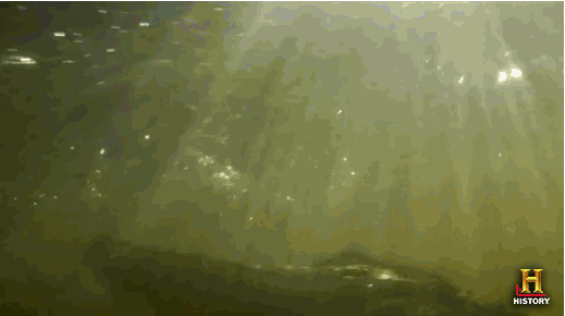 Surprise alligator swamp people GIF - Find on GIFER