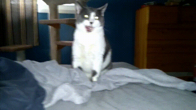 Accident cat day GIF - Find on GIFER