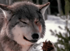 Slap paw GIF - Find on GIFER