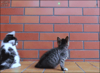 Cute GIF - Find on GIFER