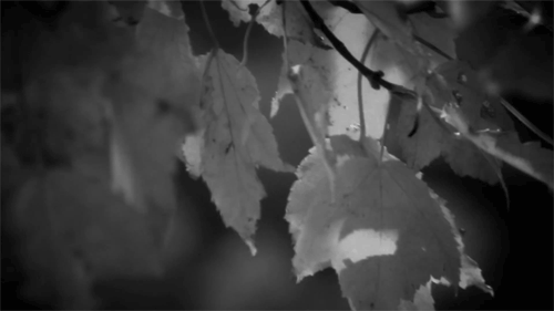 Leaves music art GIF - Find on GIFER