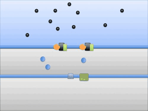 GIF bacteria - animated GIF on GIFER