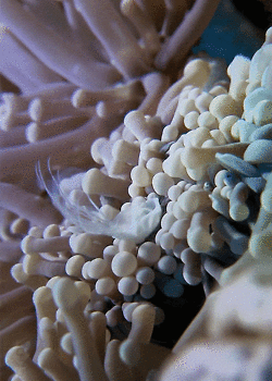 Sea creatures GIF - Find on GIFER