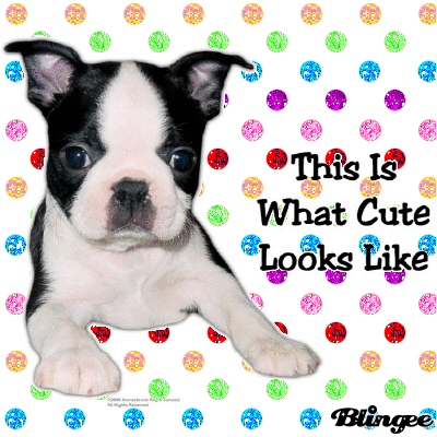Boston terrier GIF - Find on GIFER