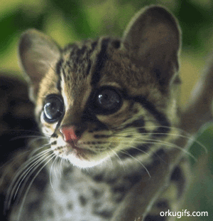 GIF gato - animated GIF on GIFER